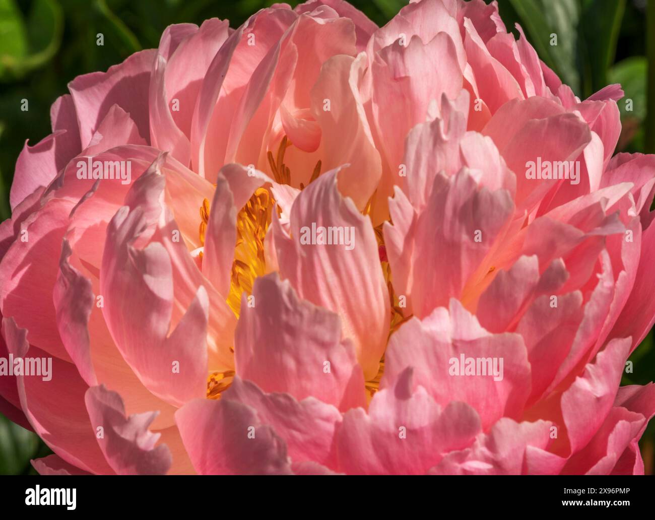 A pink peony in full bloom on a spring day Stock Photo - Alamy