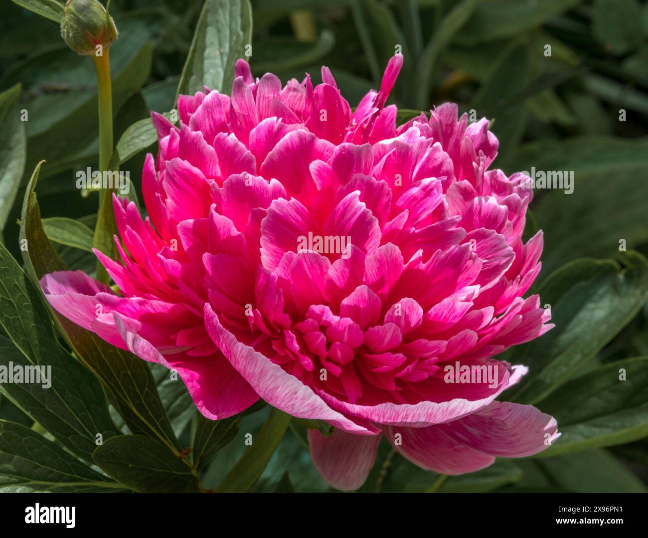 Peonies in full bloom hi-res stock photography and images - Alamy
