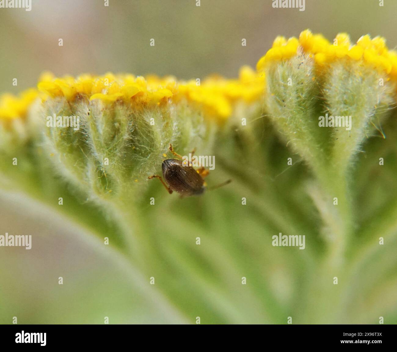 yellow yarrow achillea plant in a garden Stock Photo - Alamy