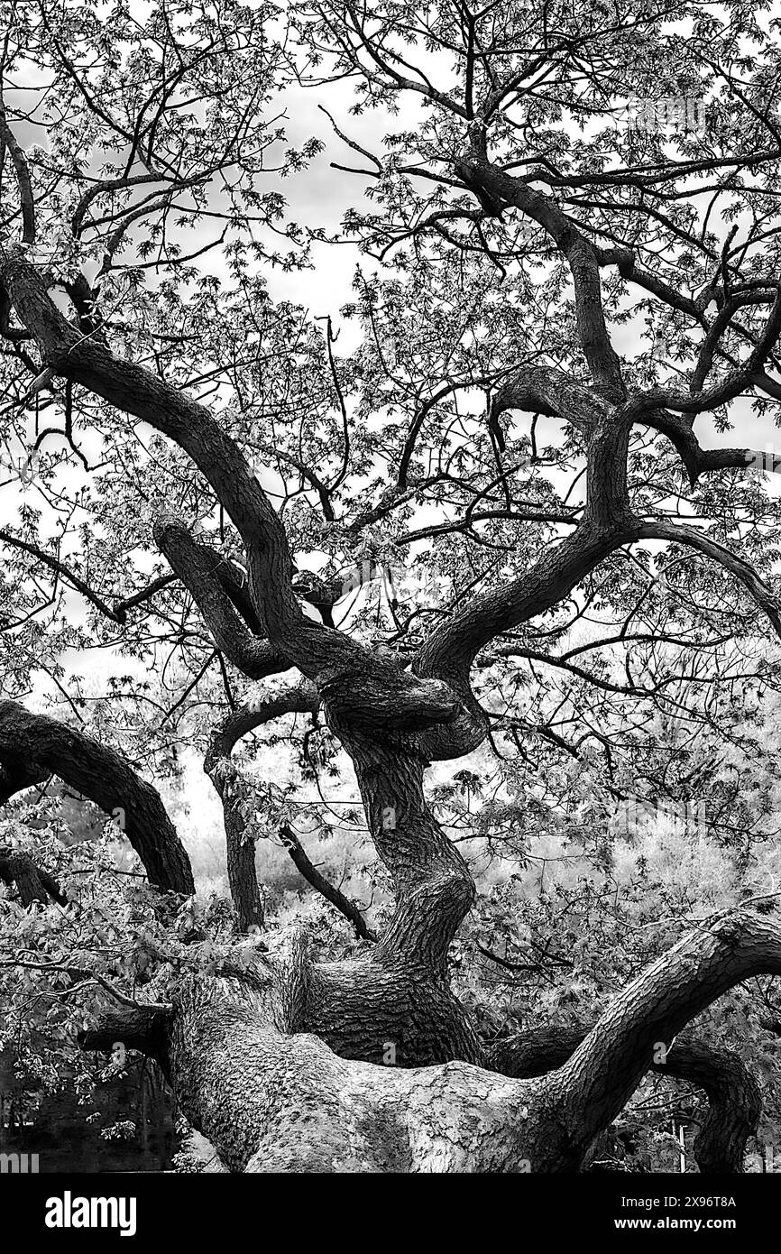 Weird tree shape Black and White Stock Photos & Images - Alamy