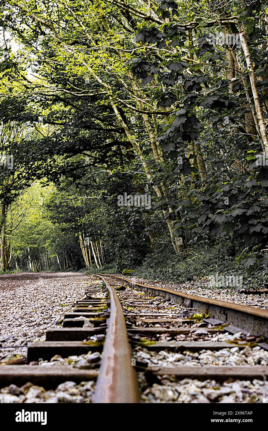 Railroad in the woods Stock Photo - Alamy