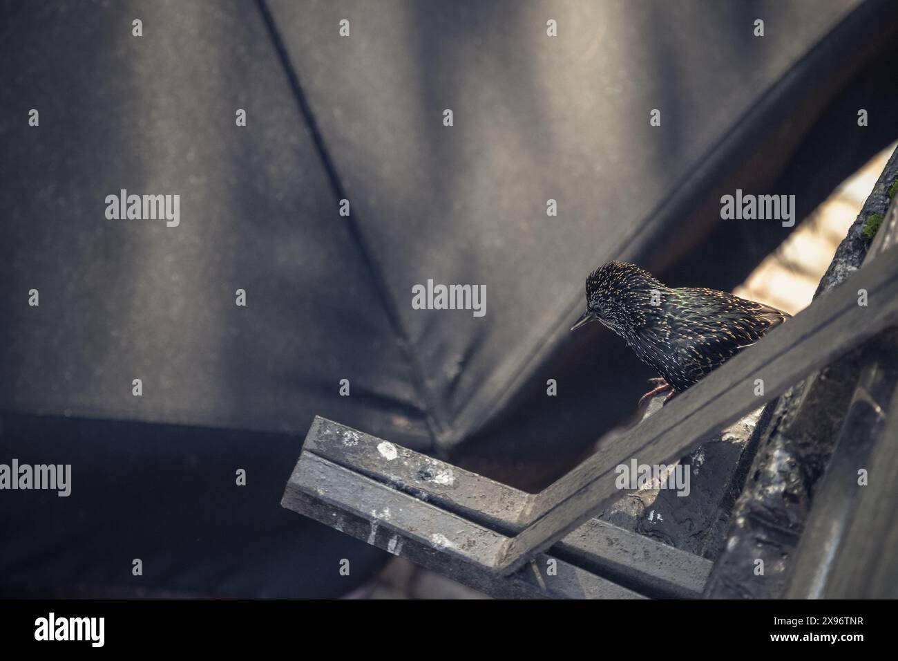 A young starling bird perching on a roof of Camden market in London ...
