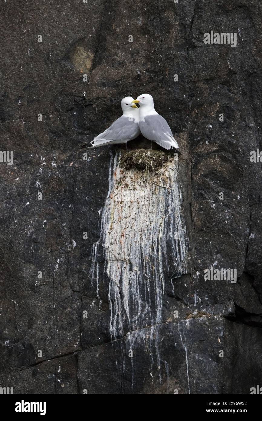 Black-legged kittiwakes (Rissa tridactyla) pair nesting on rock ledge ...