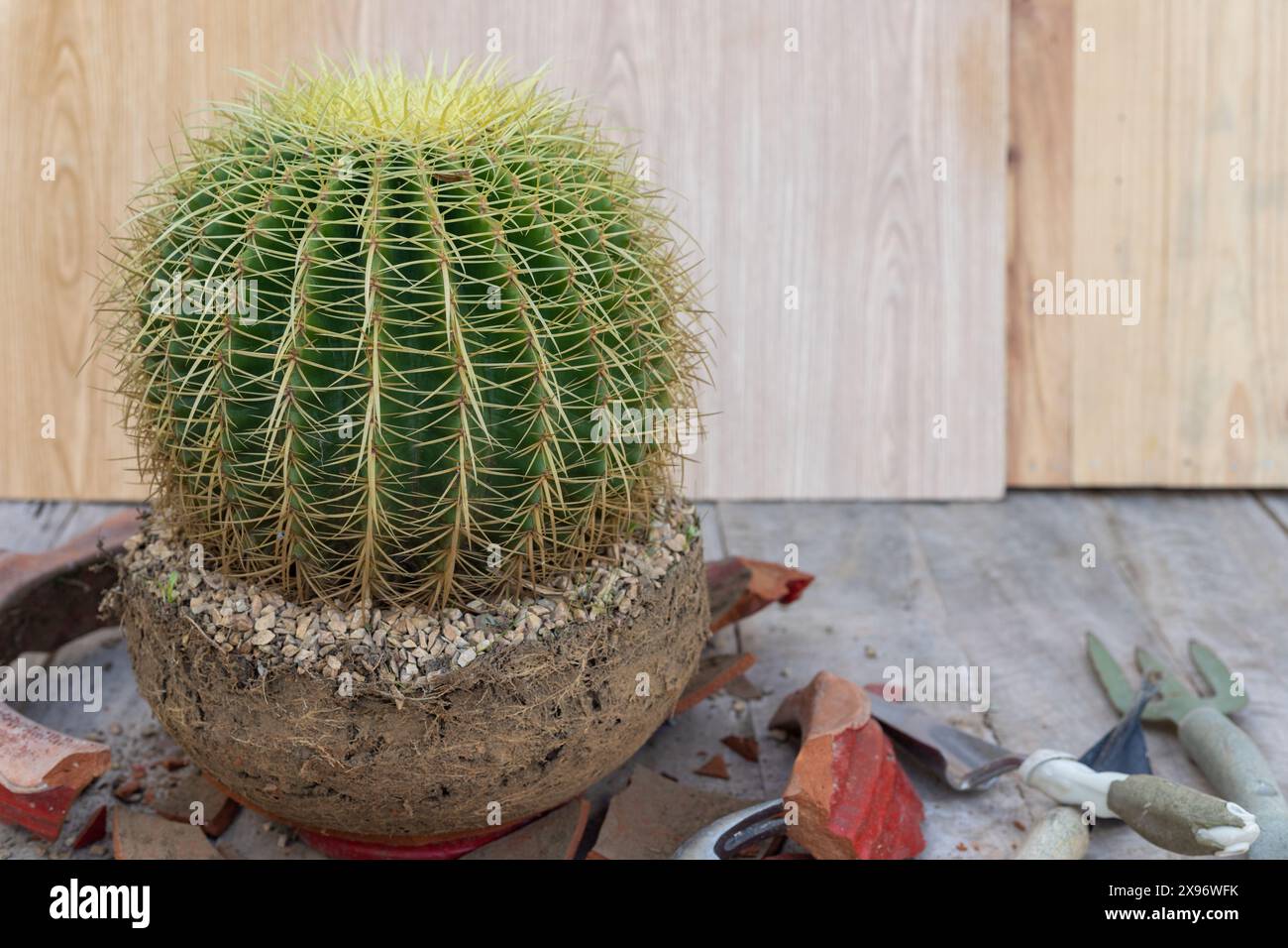 Golden barrel cactus with roots stock and broken flowerpot Stock Photo ...