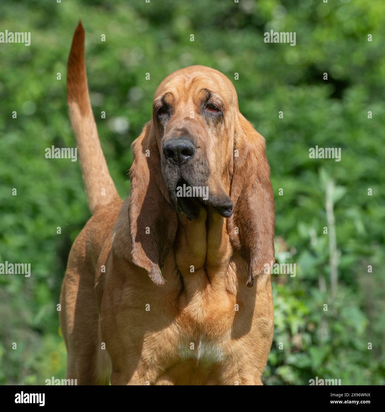 Bloodhound breed hi-res stock photography and images - Alamy