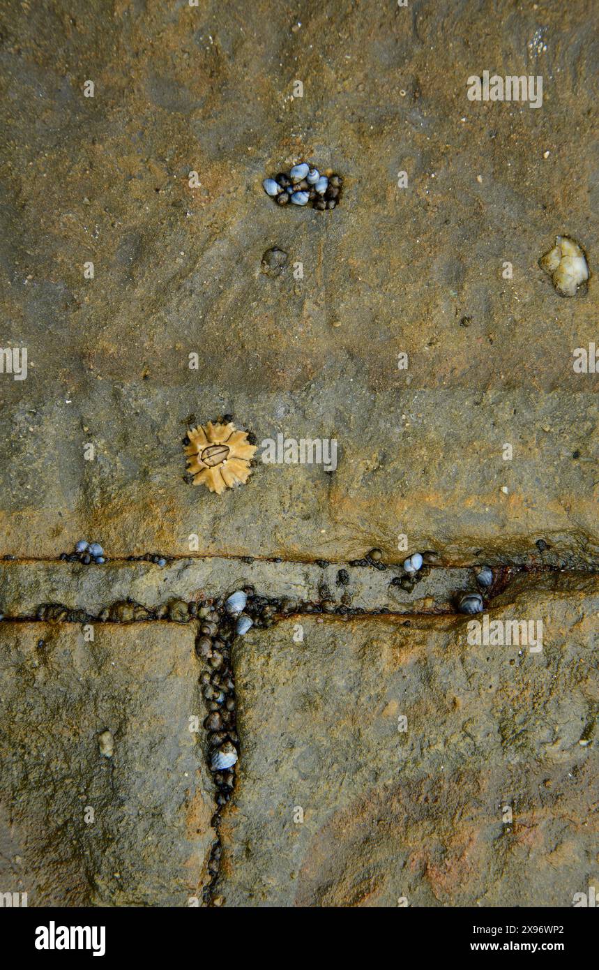 Australia, Tasmania, Eaglehwk Neck, Forestier Peninsula, Tessellated ...