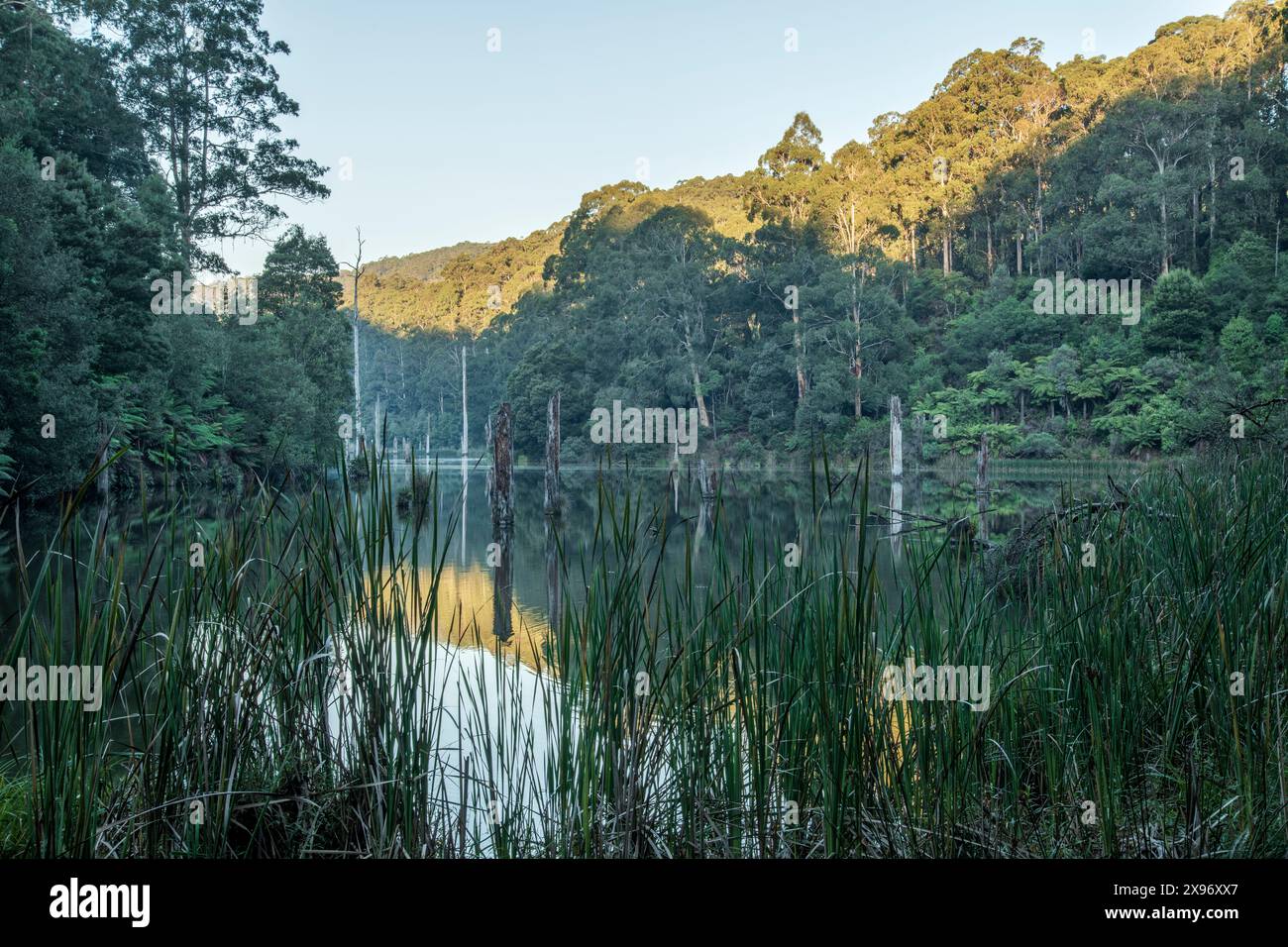 Australia; Victoria; Barwon Downs,Great Otway, National Park, Lake ...