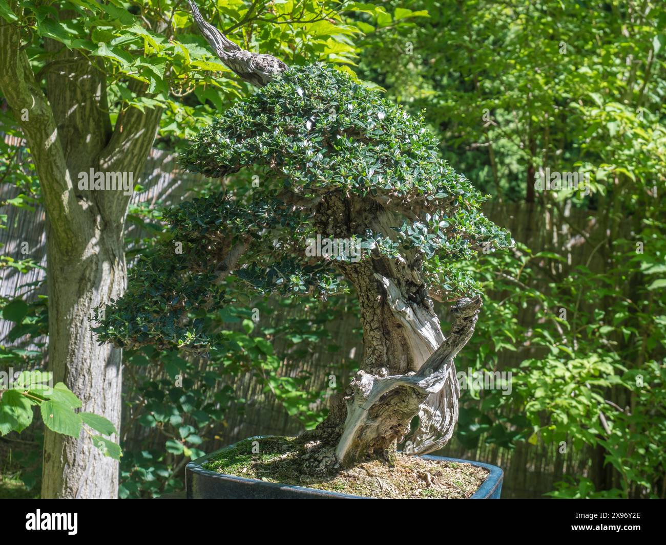 Beautiful deciduous bonsai tree in Prague botanical garden. Bonsai is ...