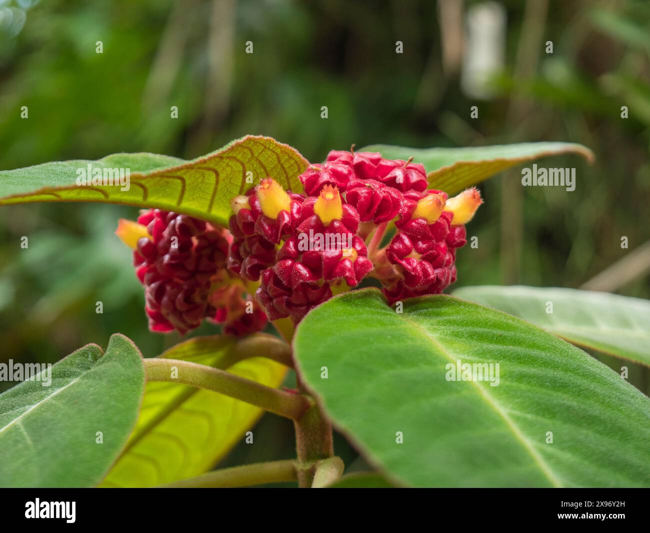 Velvet alloplectus hi-res stock photography and images - Alamy
