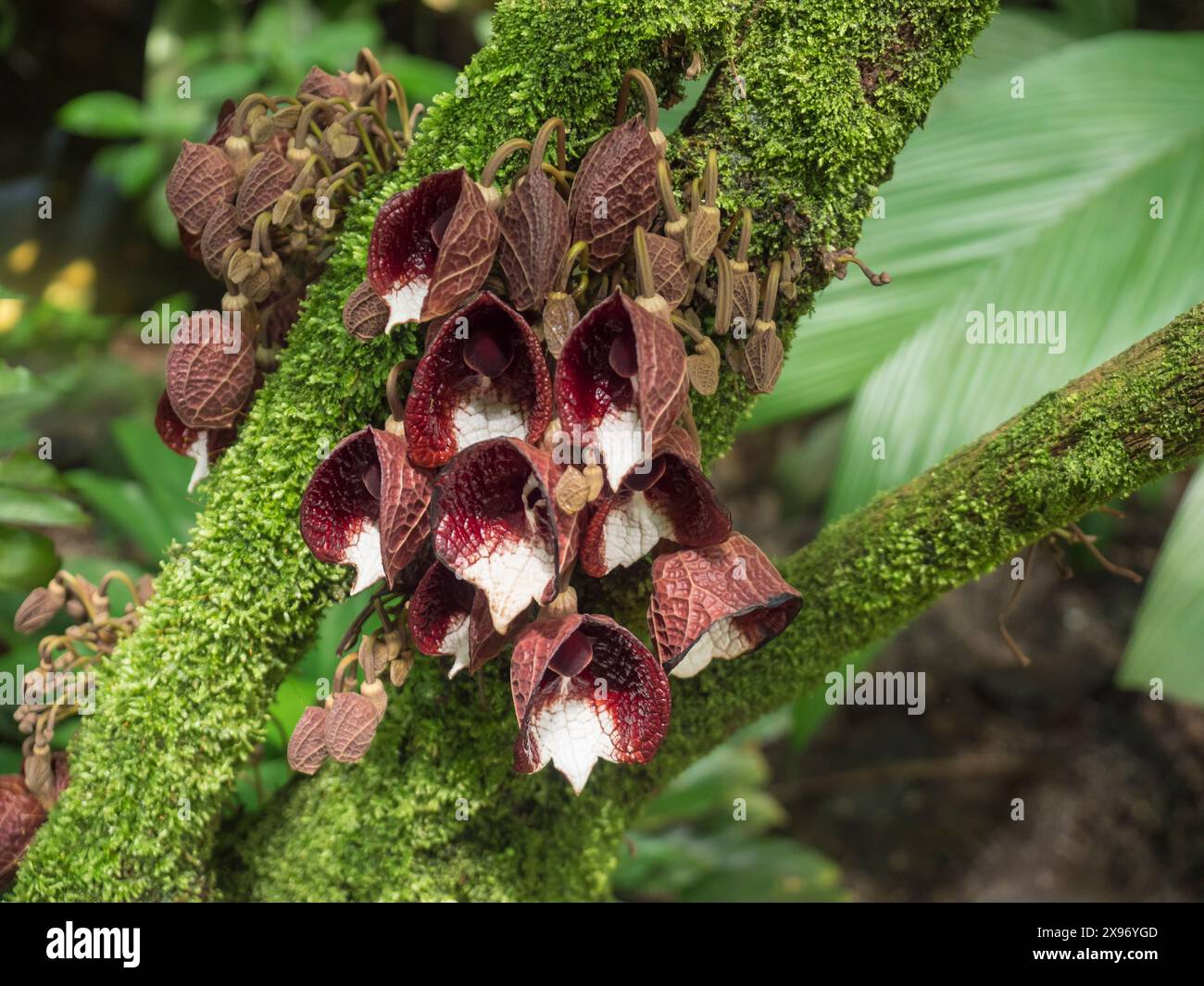 Close up of Arborescent pipe flower. Aristolochia arborea is a species ...