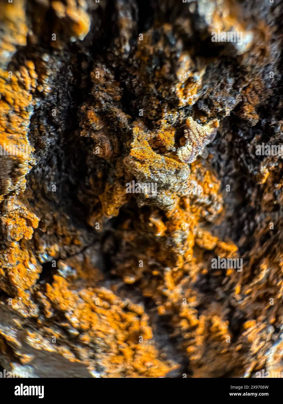 Bark of cedar tree texture background. High quality photo Stock Photo ...