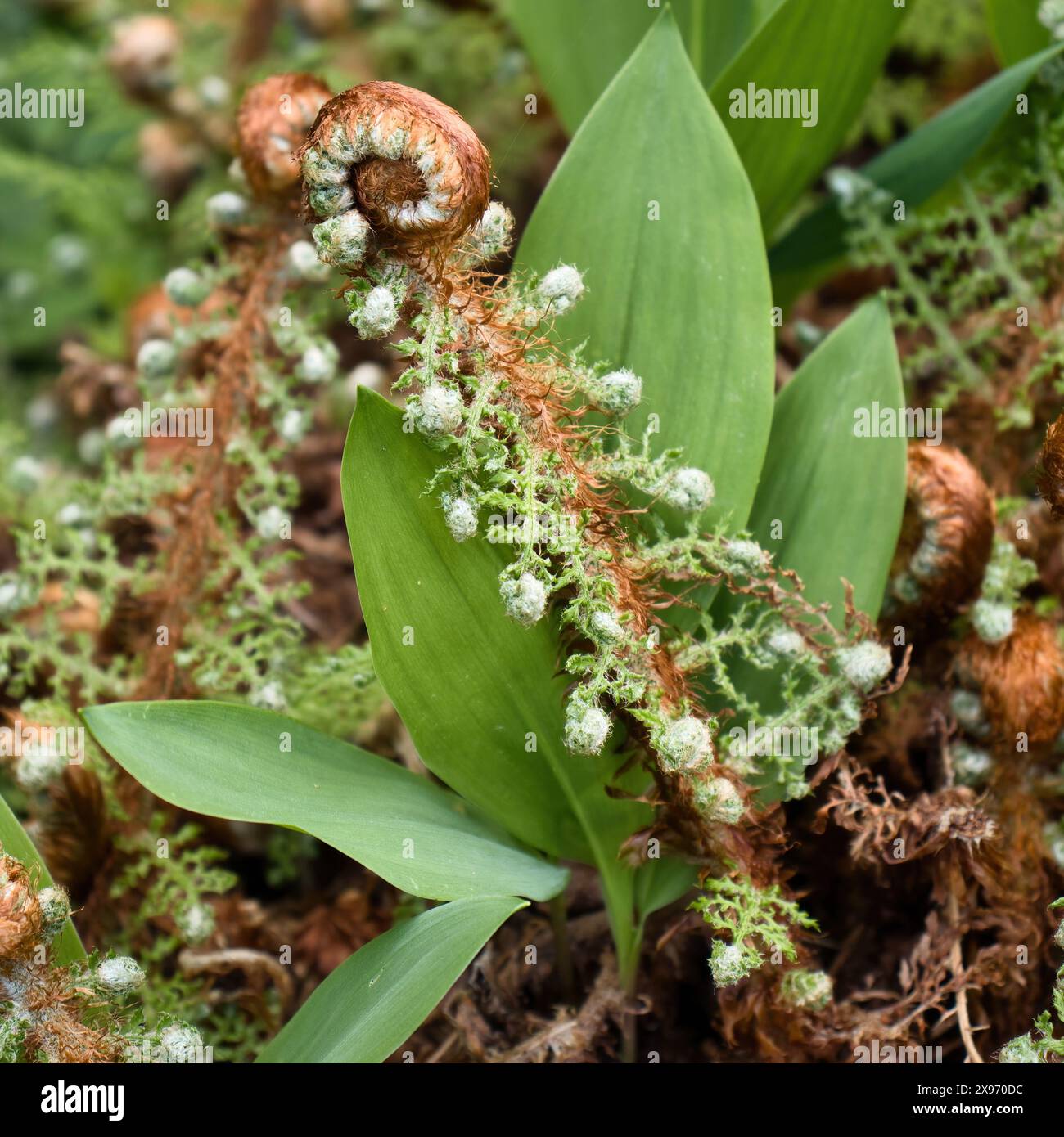 Close up of Fiddlehead fern and green leaves in the Hermannshof Gardens ...
