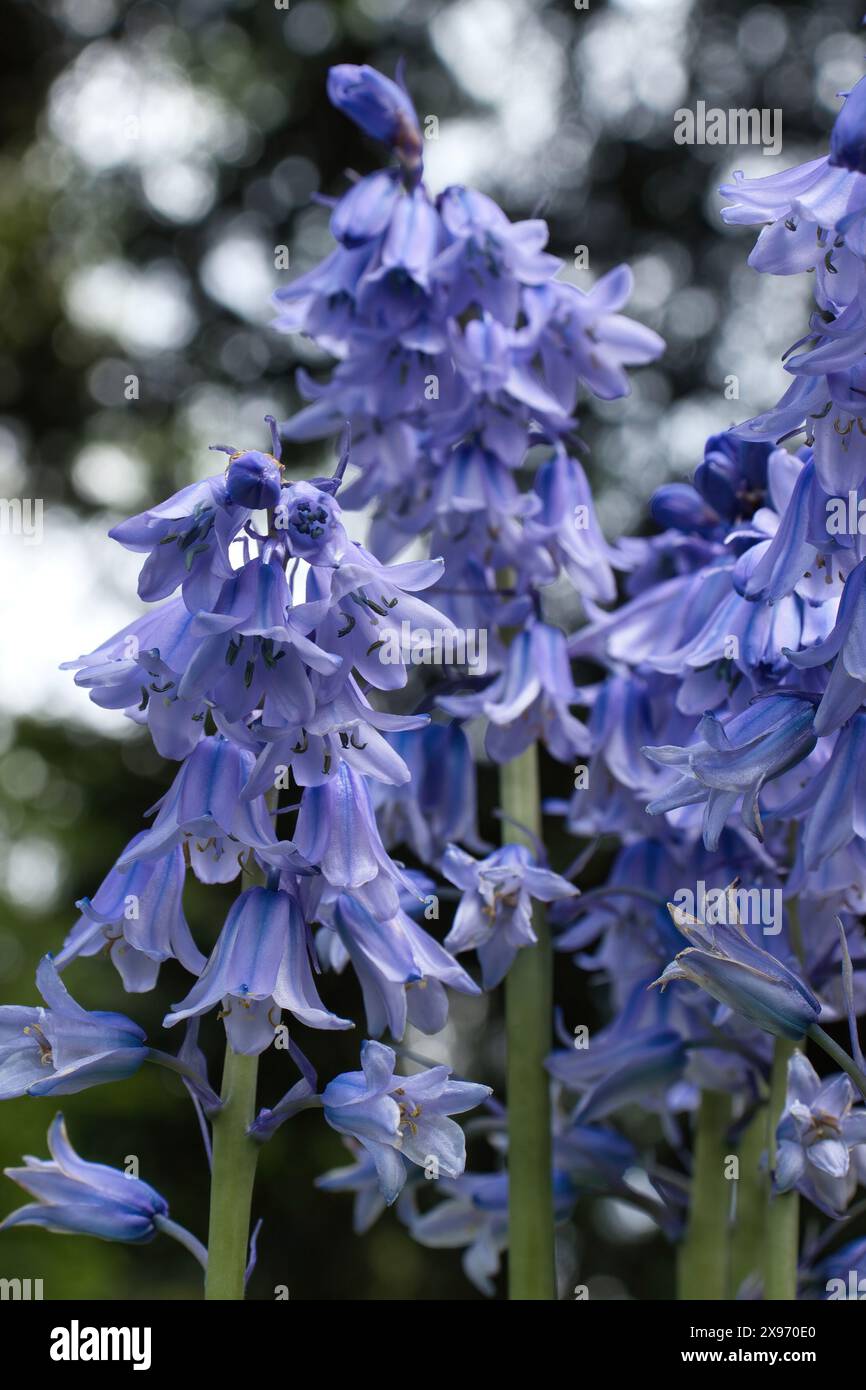 Purple bluebell growing in the Hermannshof Gardens in Weinheim, Germany ...