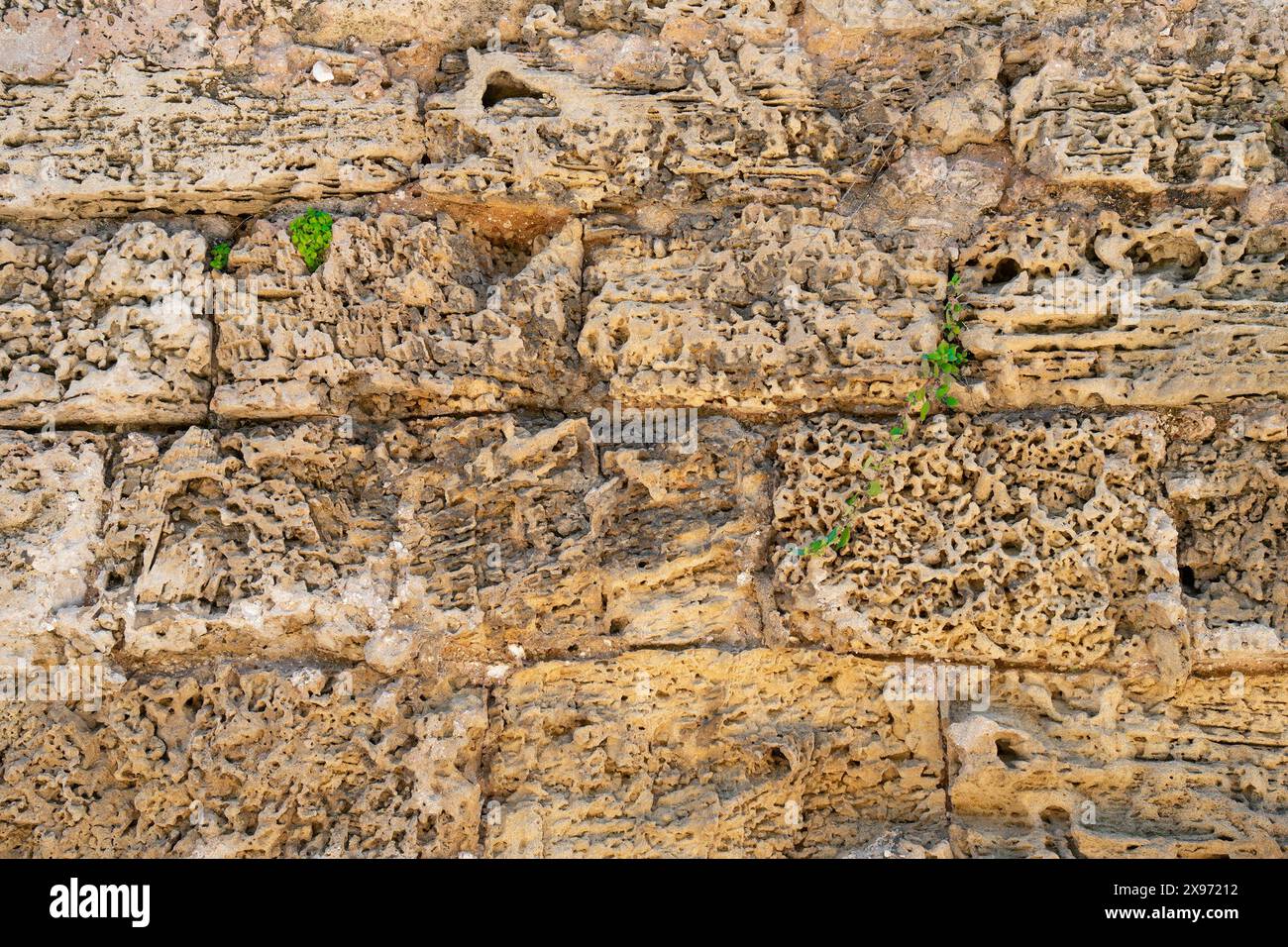 An ancient limestone brick wall, with plants sprouting from its ...