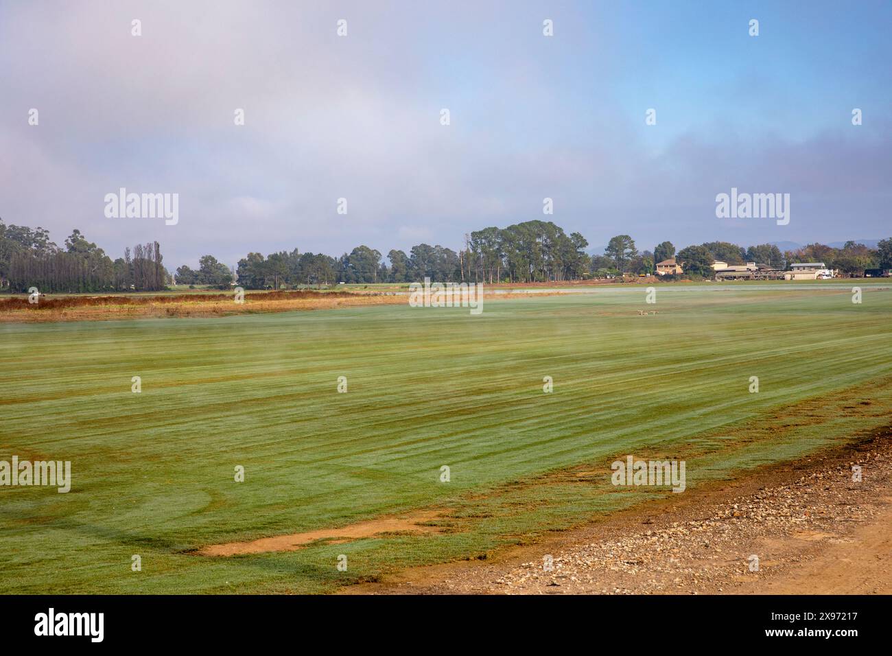 Australian turf farm, lawn grass turf growing on a turf farm in ...