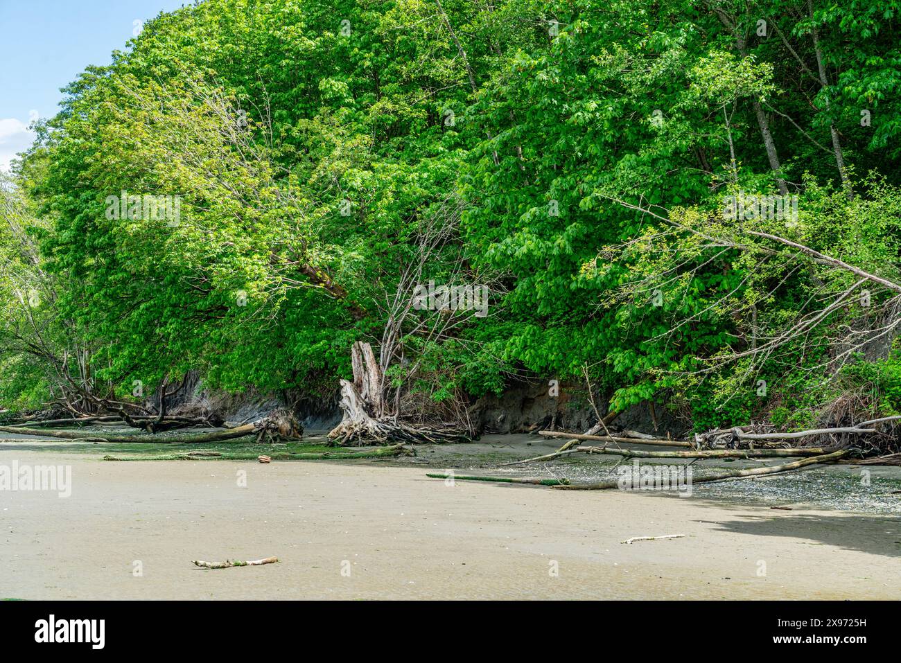 Trees line the shore at Dash Point State Park in Dash Point, Washington ...