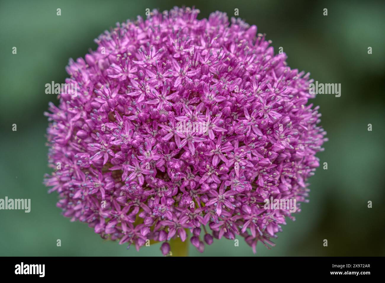 Giant garlic in full bloom Allium giganteum Stock Photo - Alamy