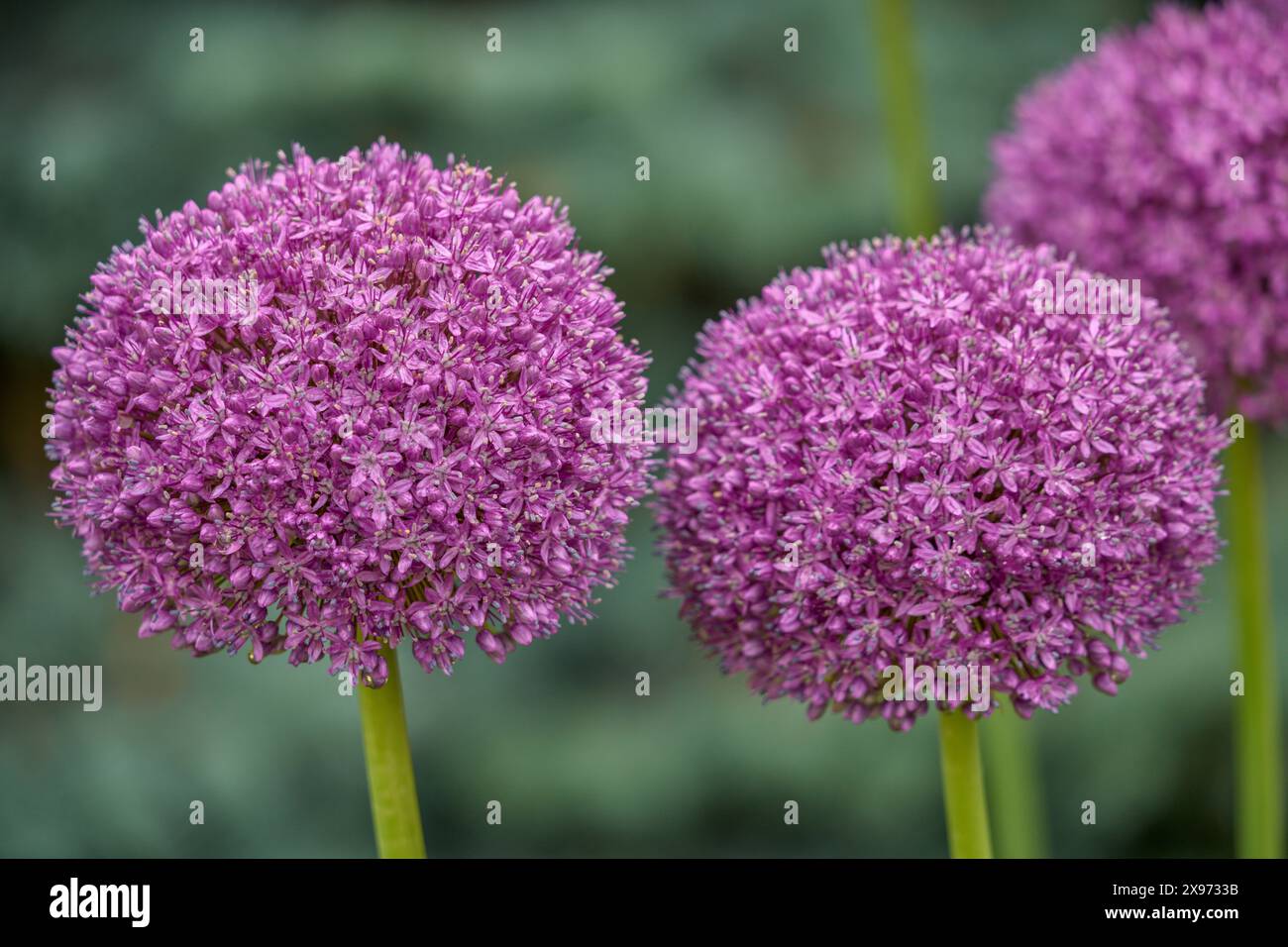 Giant garlic in full bloom Allium giganteum Stock Photo - Alamy