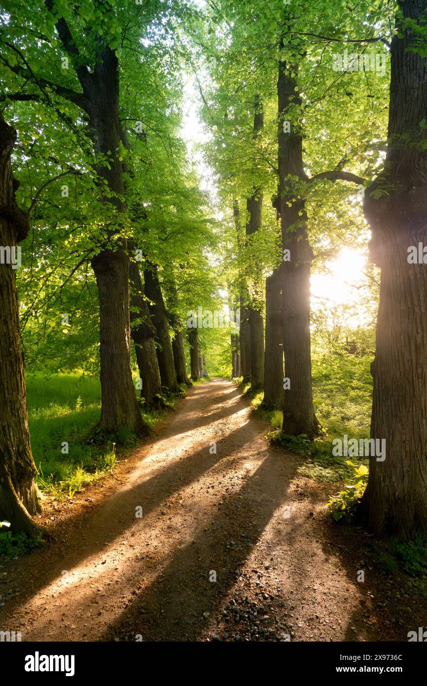 forest gravel path in the woods surrounded by lines of trees in the ...