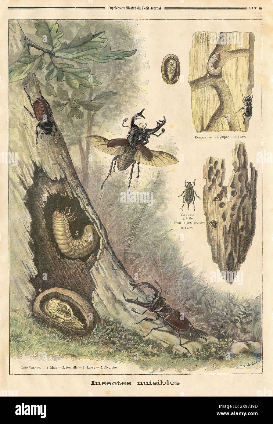 Translation : " Female-3. Larva 4. Nymph Harmful insects " Femella-3 ...