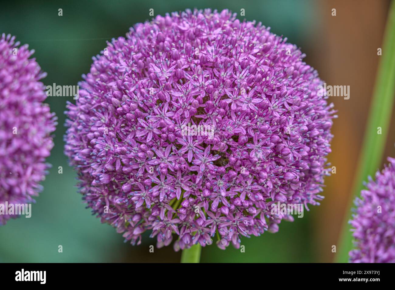 Giant garlic in full bloom Allium giganteum Stock Photo - Alamy
