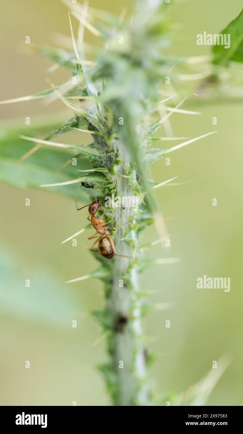 A red ant "farming" aphids in SW Turkiye Stock Photo - Alamy