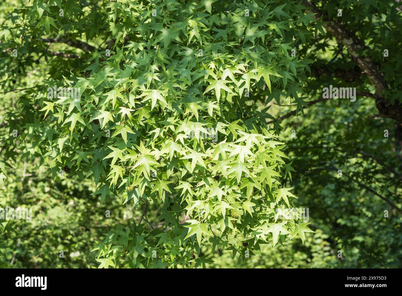 Leaves of a Liquidambar tree (Liquidambar orientalis). A localised tree ...