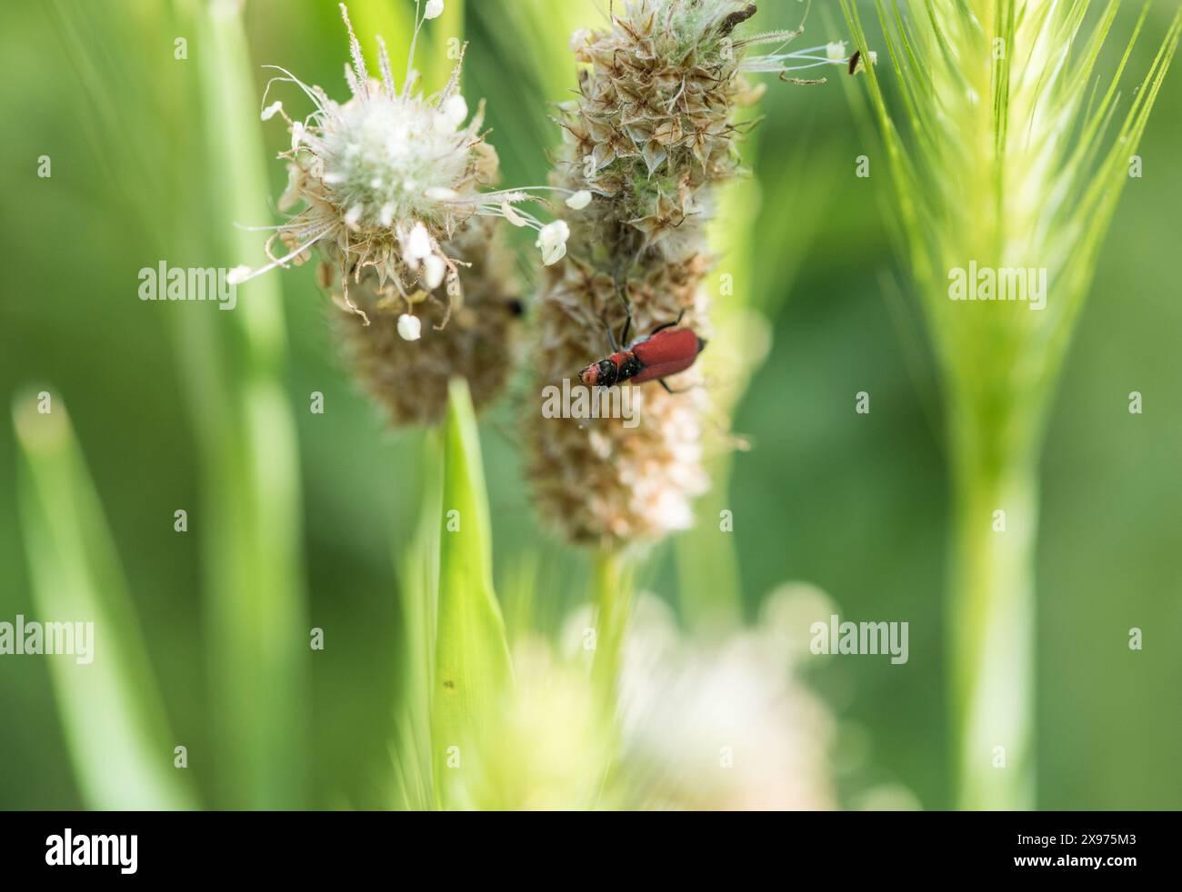 Red Malachite Beetle (Anthocomus rufus) in Turkiye Stock Photo - Alamy