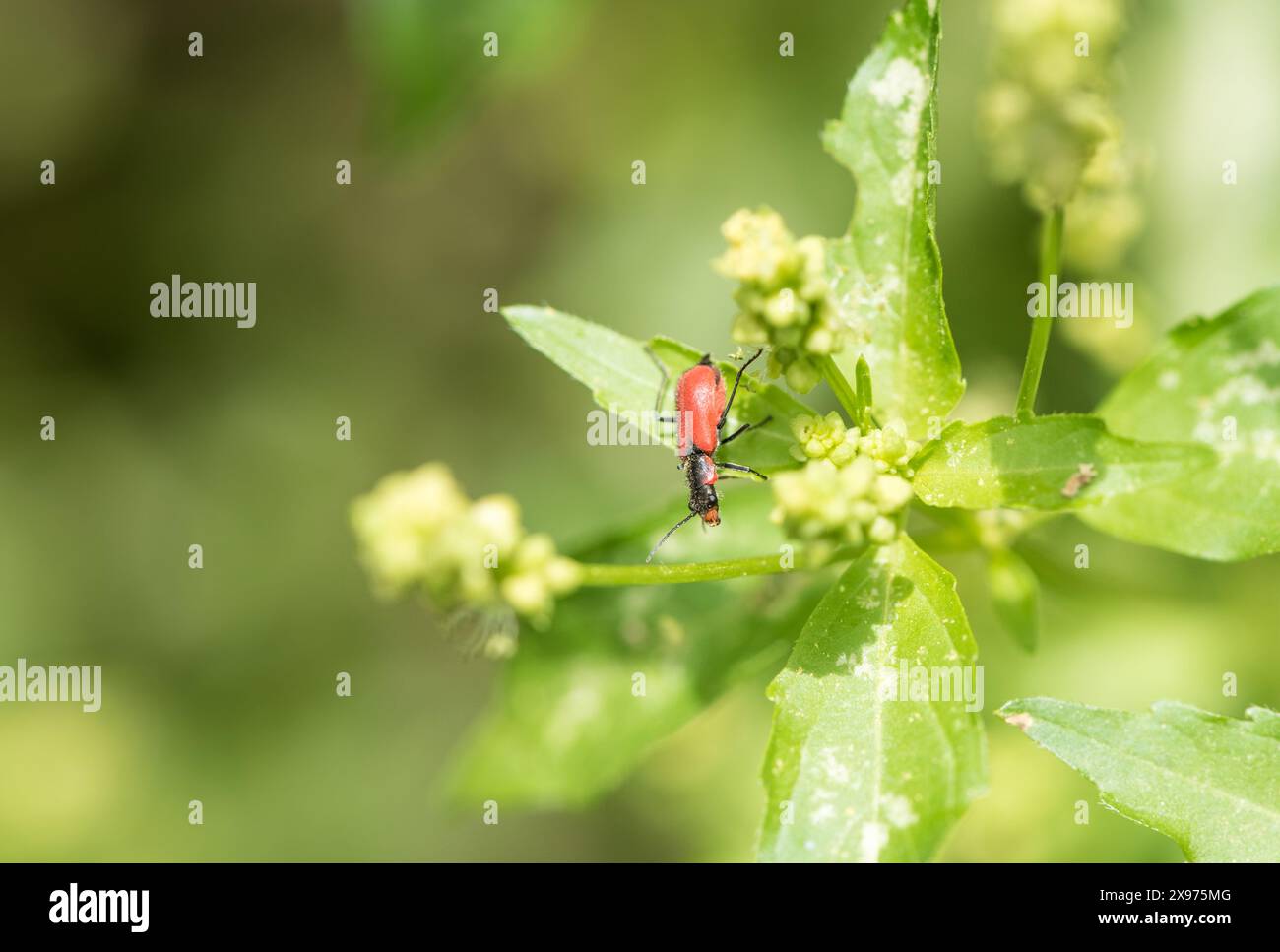 Red Malachite Beetle (Anthocomus rufus) in Turkiye Stock Photo - Alamy