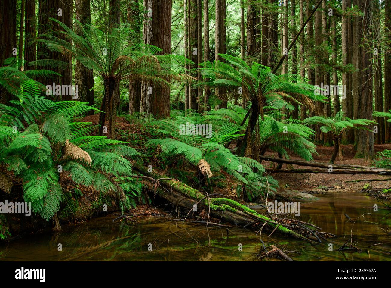 Australia; Victoria; Great Ocean Road, Apollo, Otway National Park ...