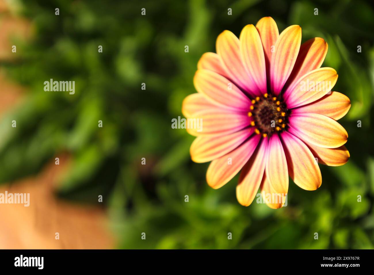 Beautiful Dimorphotheca Fruticosa flower in the garden Stock Photo - Alamy