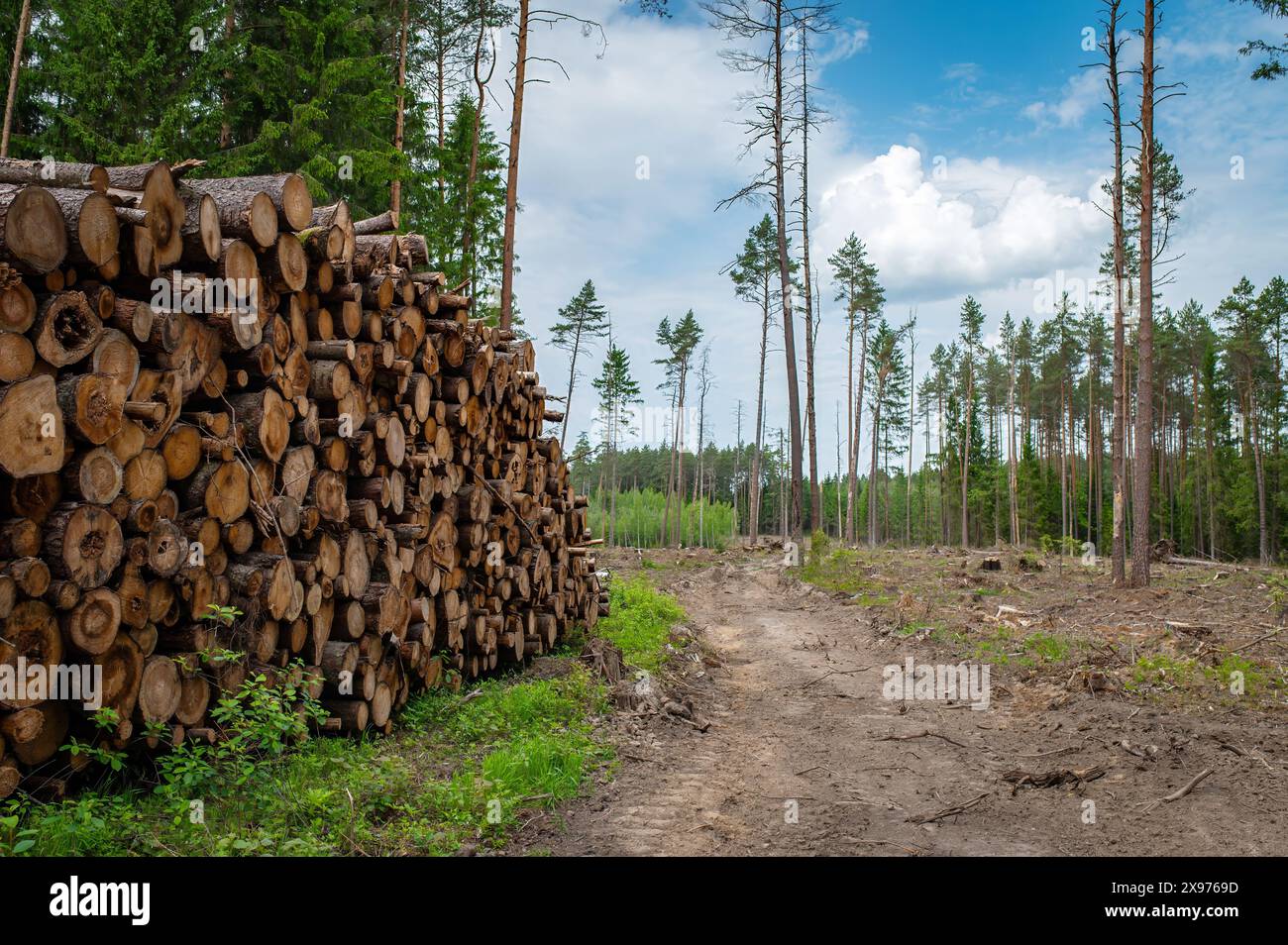Deforestation, forest clearing. Cutting trees climate change co2 Stock ...