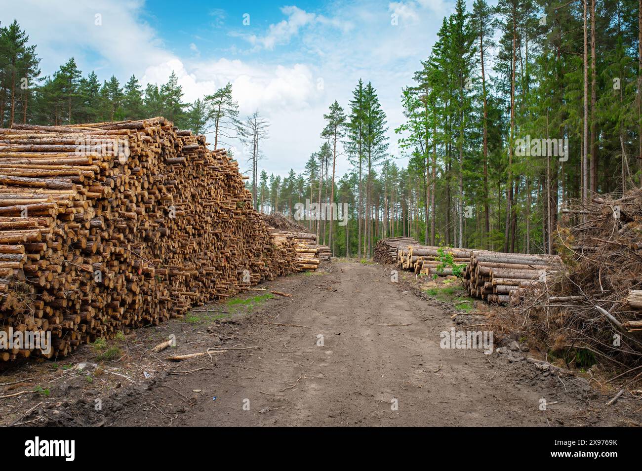 Deforestation, forest clearing. Cutting trees climate change co2 Stock ...