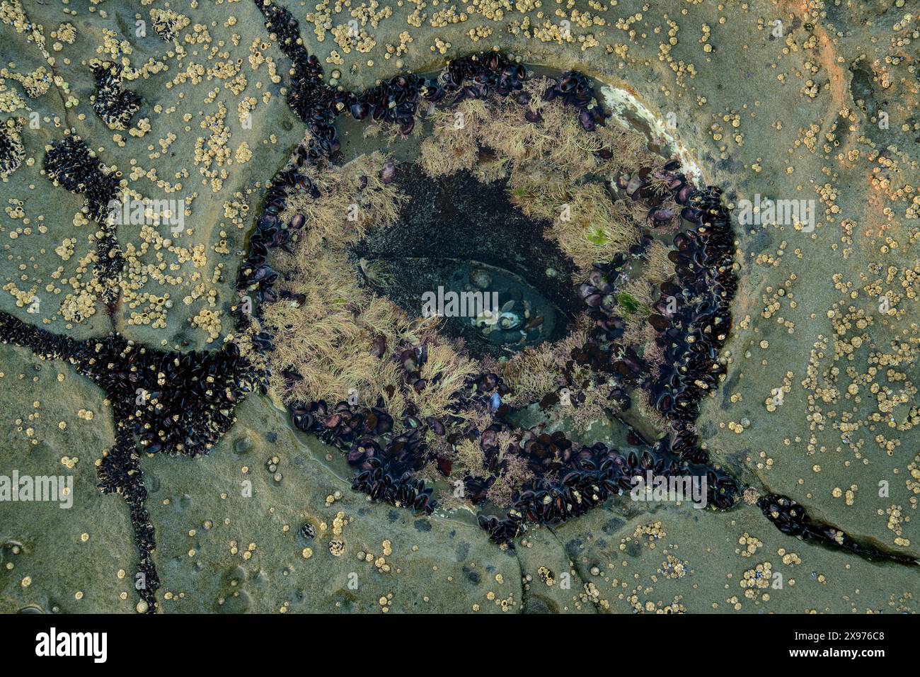 Australia; Victoria; Great Ocean Road, Apollo Bay, tidal pool Stock ...