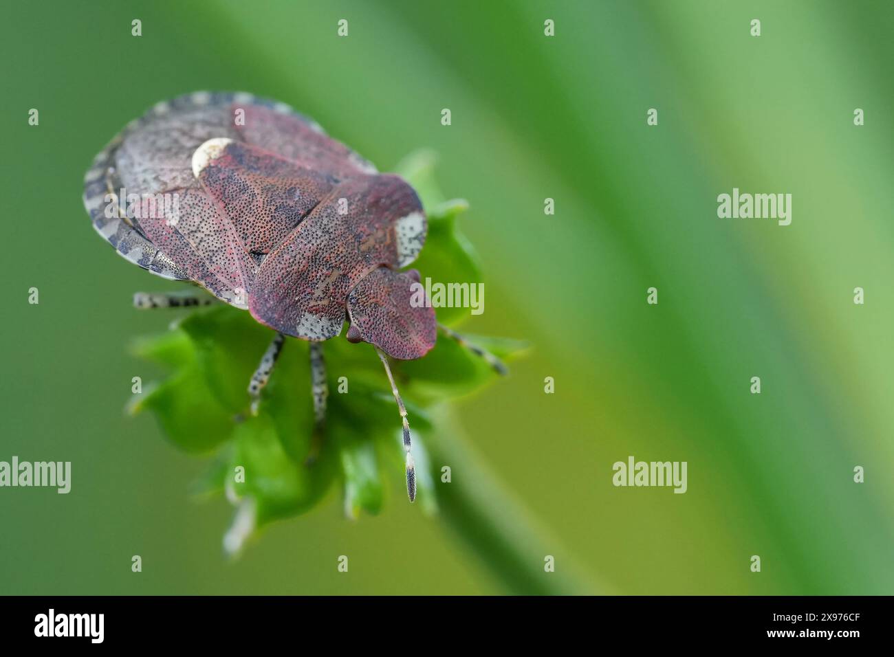 Detailed closeup on a small European bedstraw bug, Dyroderes ...
