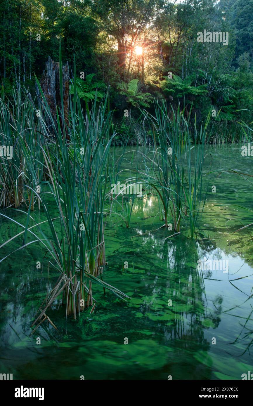 Australia; Victoria; Barwon Downs,Great Otway, National Park, Lake ...