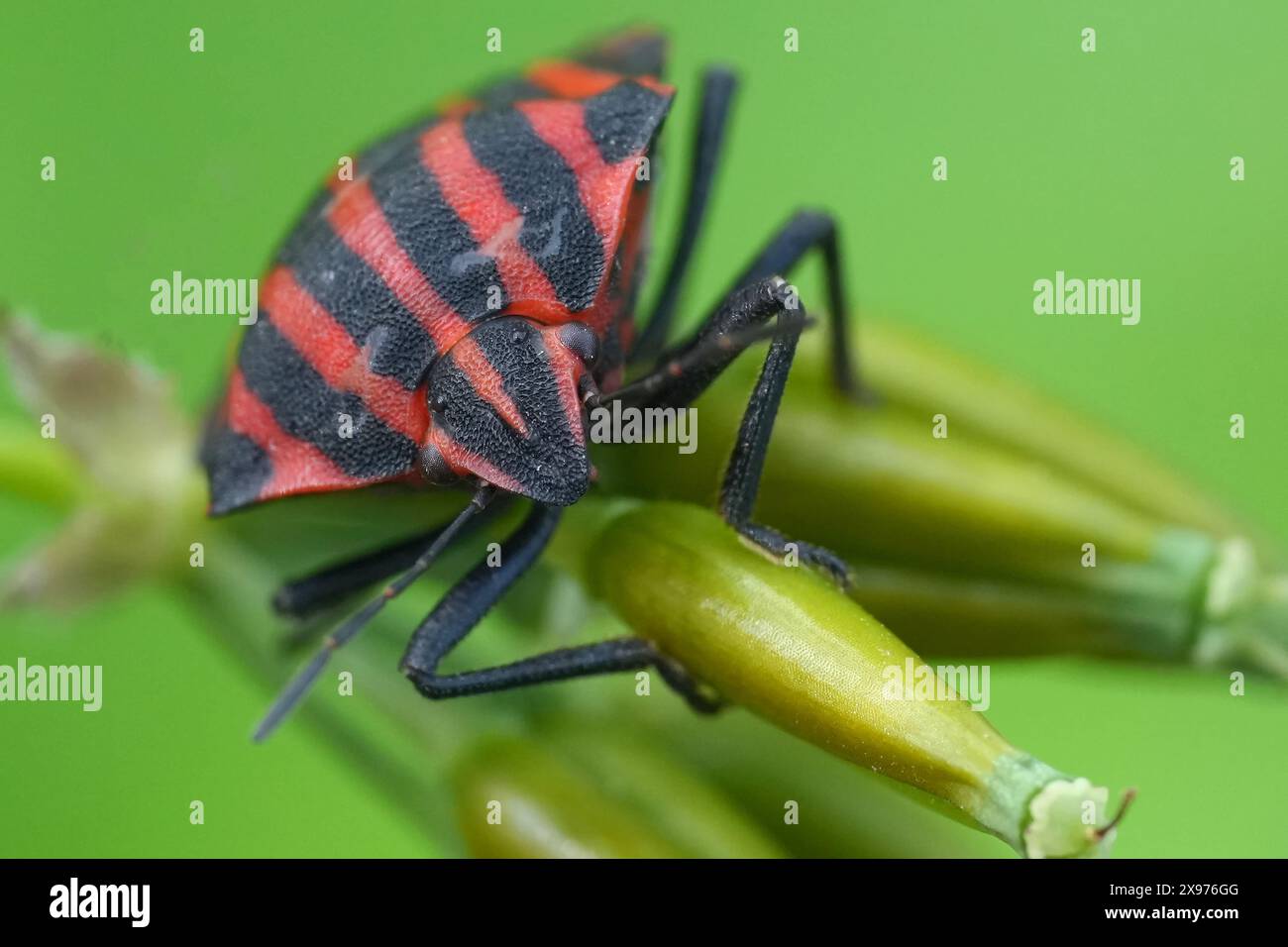 Natural facial frontal closeup on the red striped shield bug ...