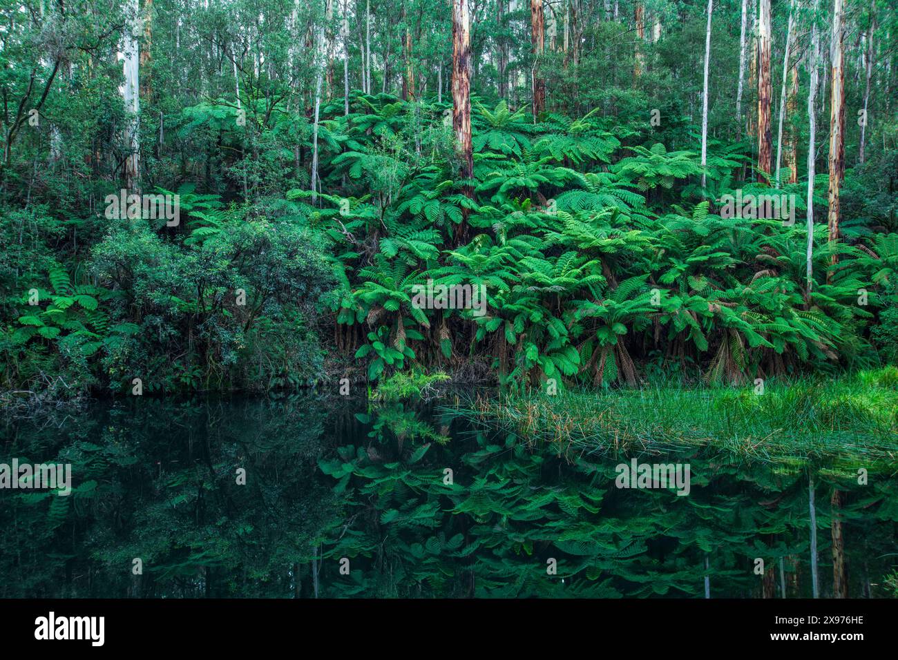 Australia; Victoria; Barwon Downs,Great Otway, National Park, Lake ...