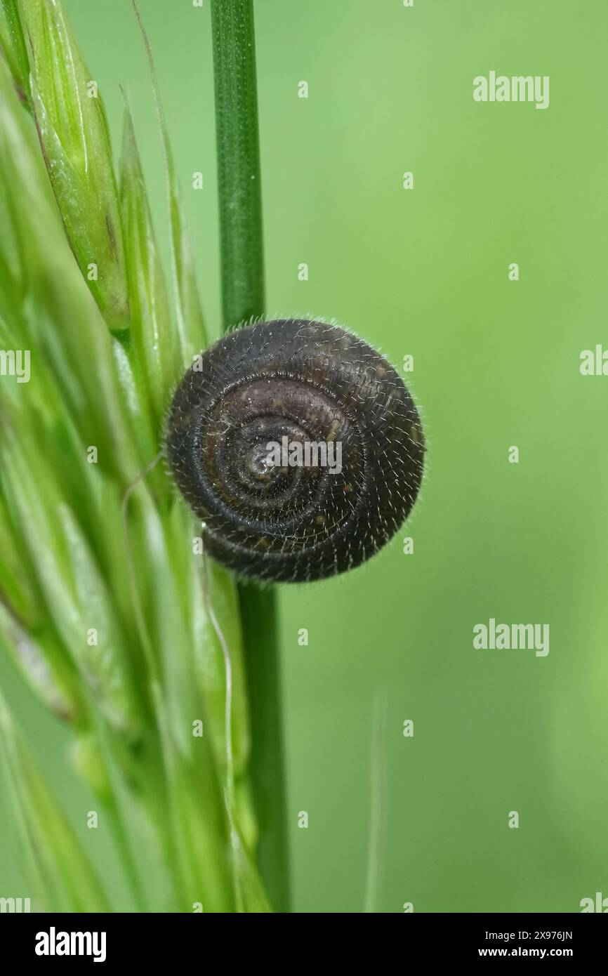 Hairy snail trochulus hispidus hi-res stock photography and images - Alamy