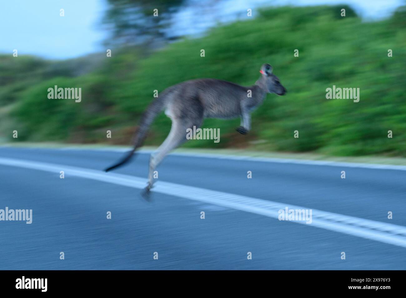 Australia, Victoria, Foster, Wilsons Promontory, National Park ...