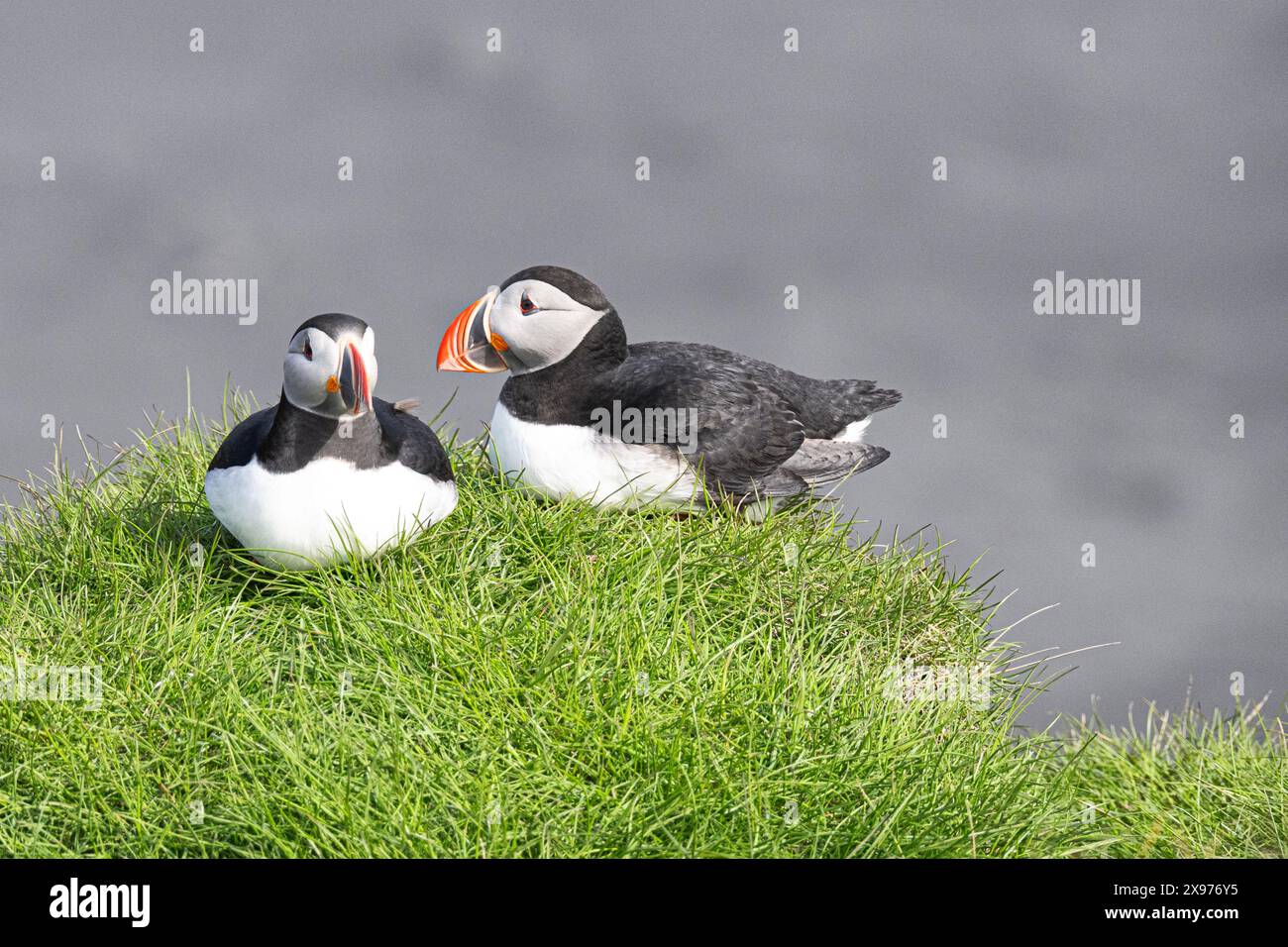 Atlantic puffin (Fratercula arctica), breeding adult Stock Photo - Alamy Atlantic puffin (Fratercula arctica), breeding adult Stock Photo - Alamy