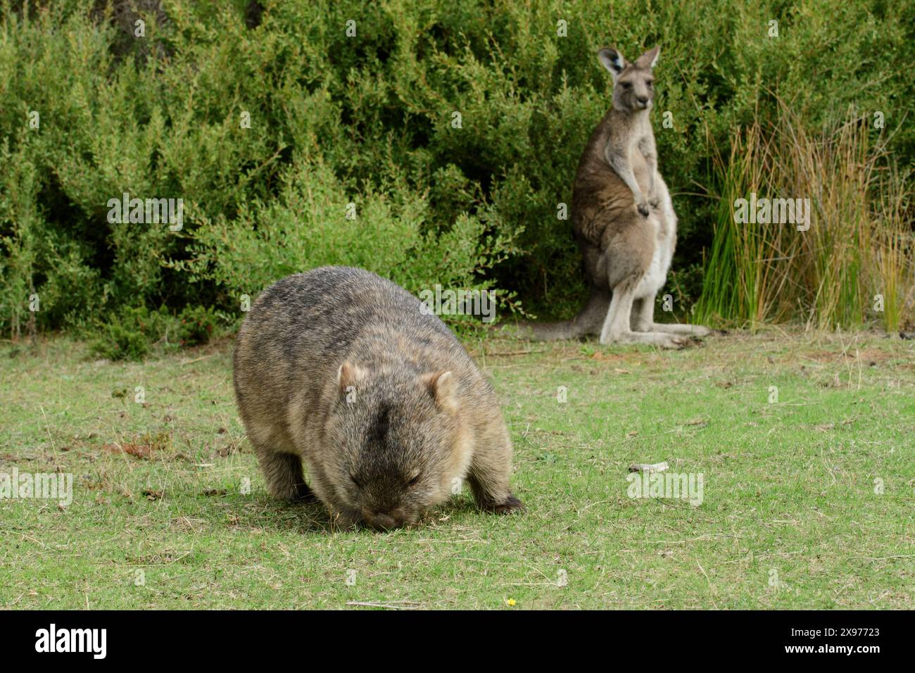 Australia, Victoria, Foster, Wilsons Promontory, National Park ...