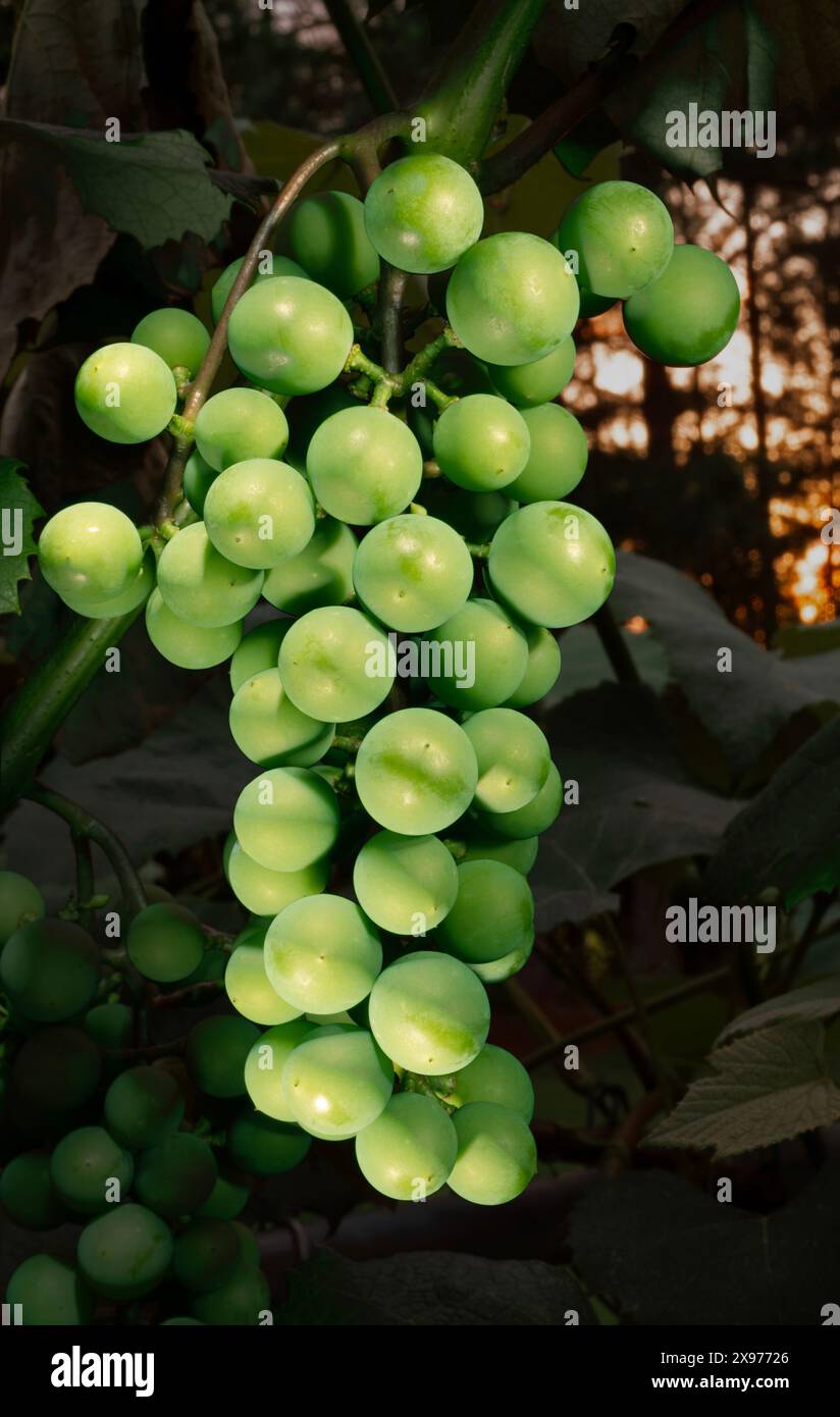 Green grapes growing on the vine with the orange and yellow glow of the ...