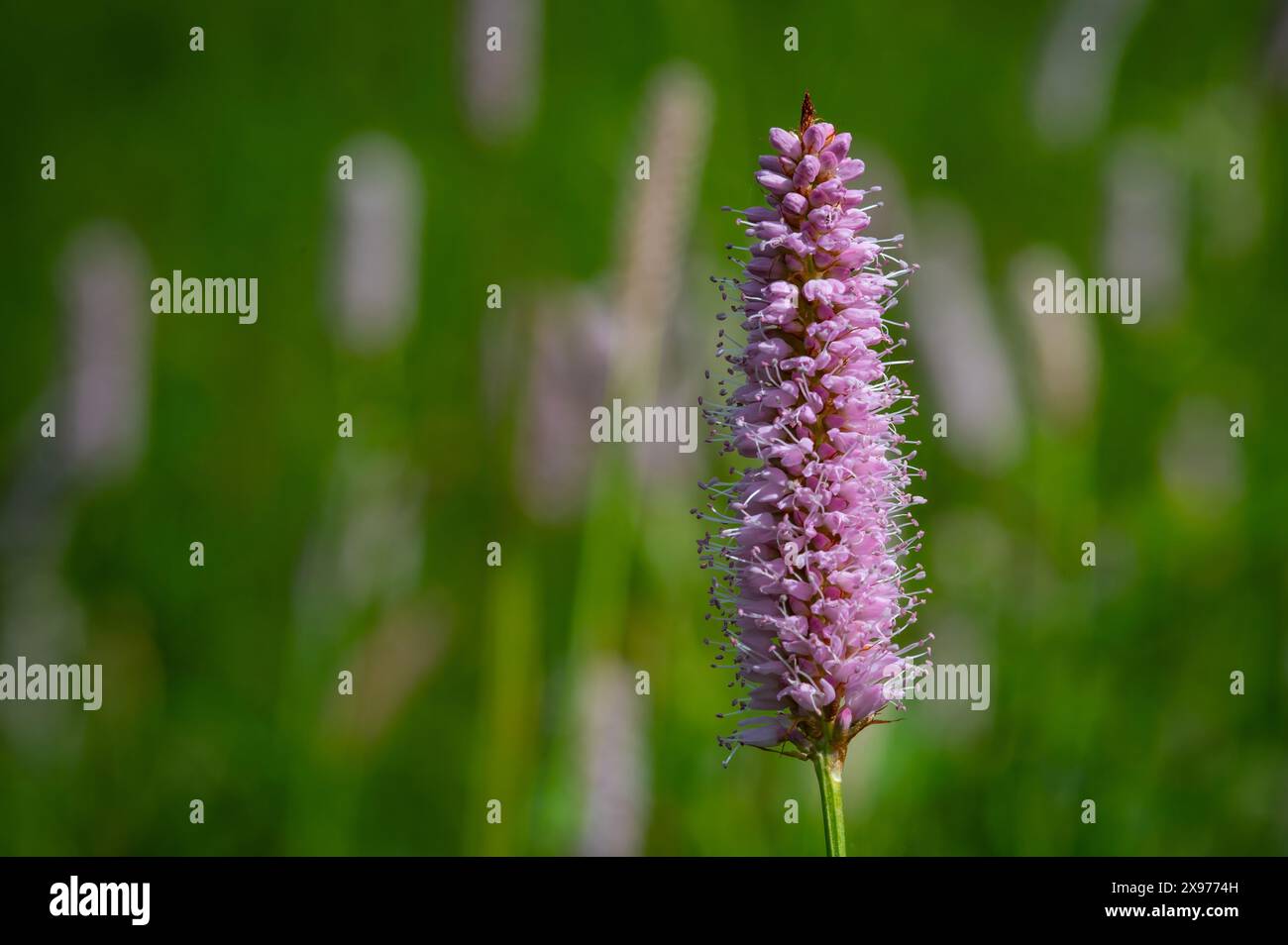 Delicate beauty of Common bistort (Bistorta Officinalis) flower in the ...