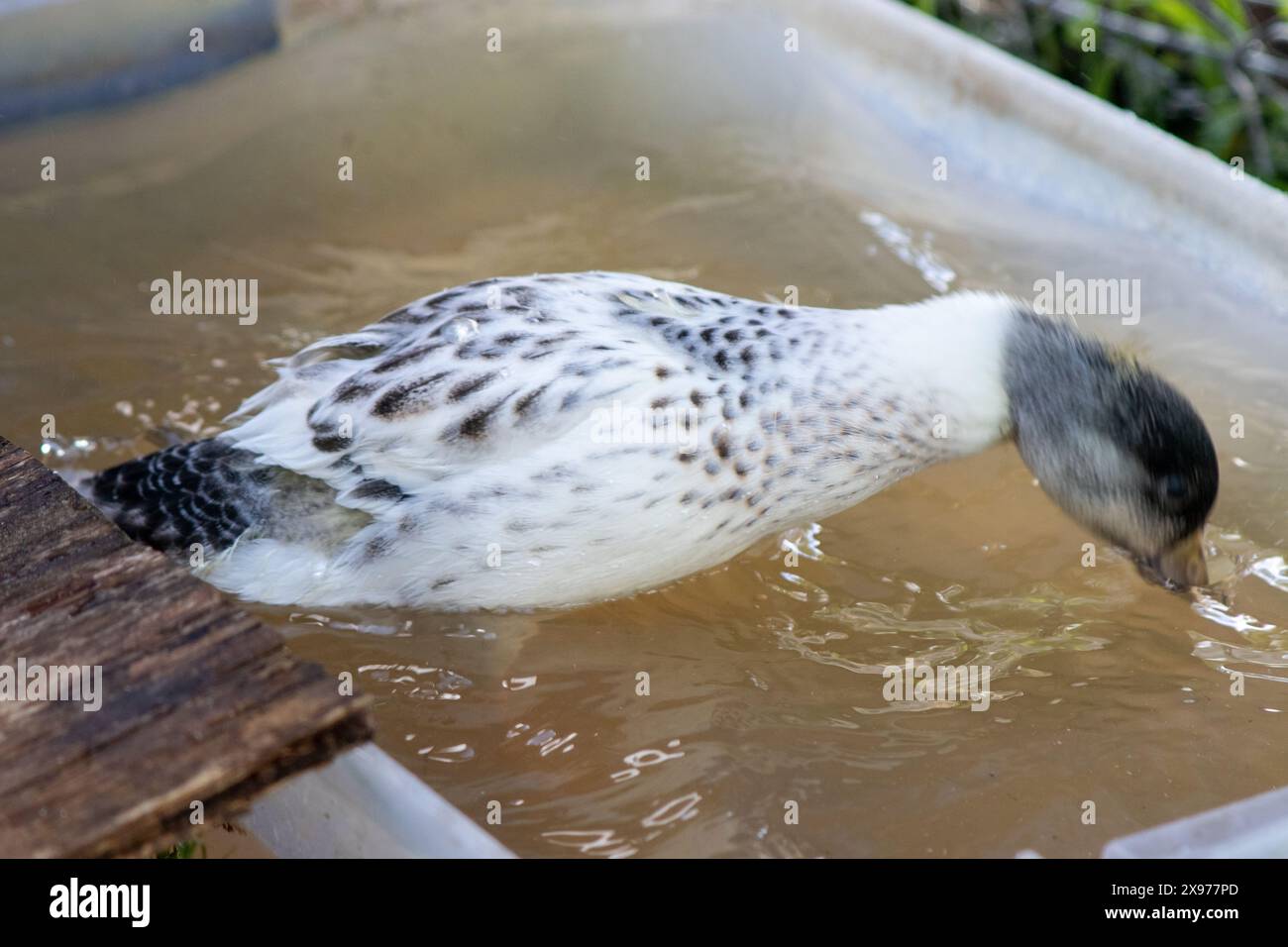 Younger Snowy Calls ducks playing in a tote of water . High quality ...