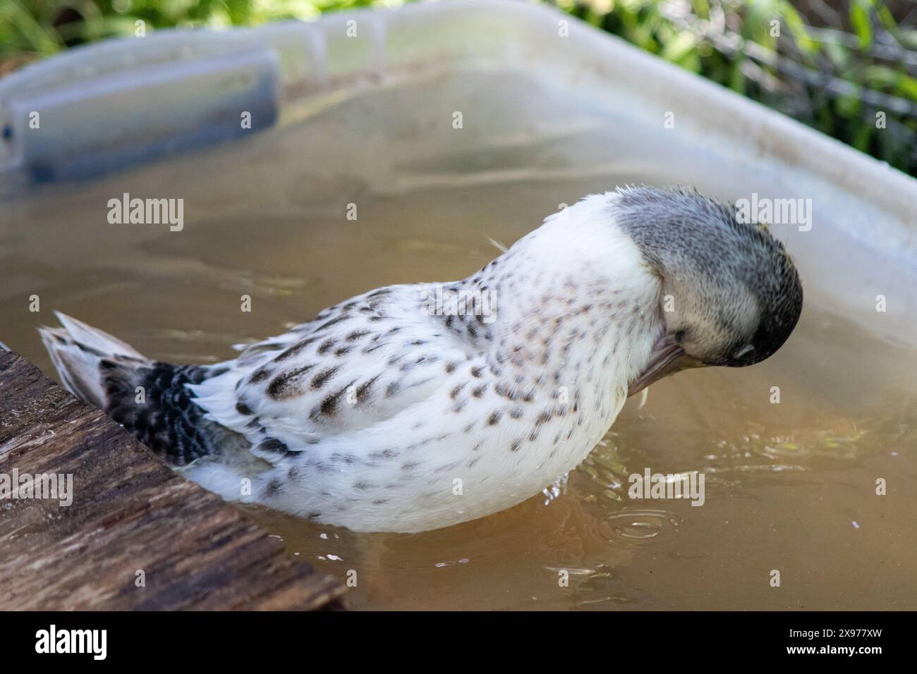 Younger Snowy Calls ducks playing in a tote of water . High quality ...