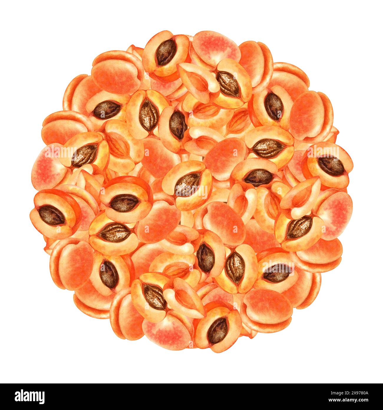 Round fruit composition of ripe orange-pink apricots. Watercolor ...