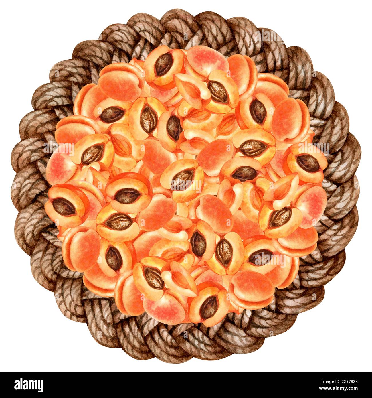 Round fruit composition of ripe orange-pink apricots. Watercolor ...