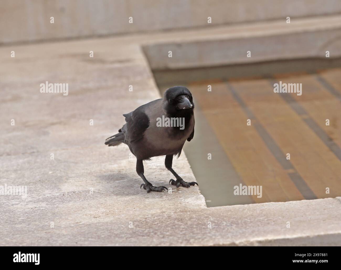House Crow (Corvus Splendens) Muscat Oman Stock Photo - Alamy