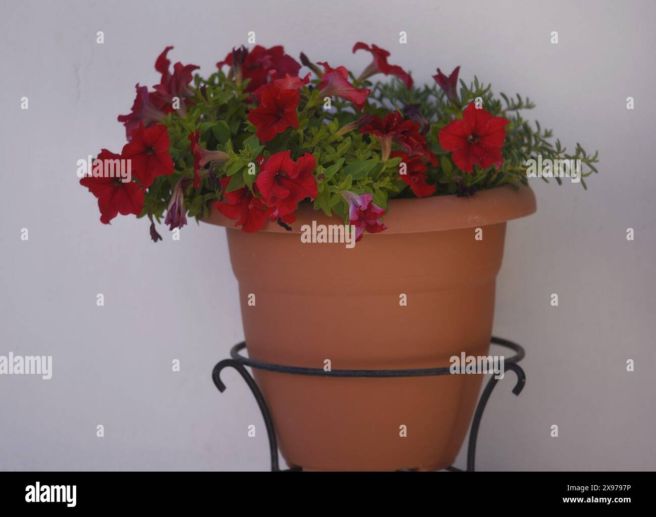 Plastic round Terracotta pot with a petunia plant on a metal stand in ...